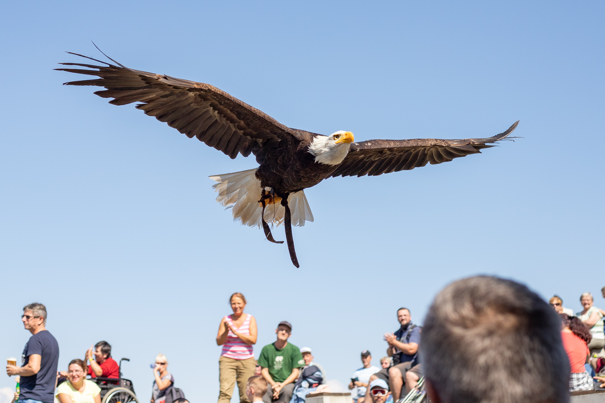 orol-bielohlavy-101 | ZV-podujatia